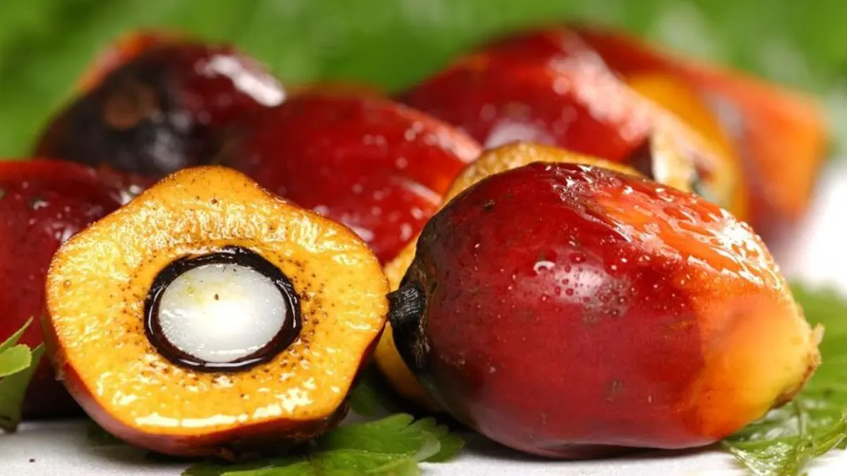 Palm oil in Cameroon: Opalm acquires Eseka from Socapalm with ambition ...